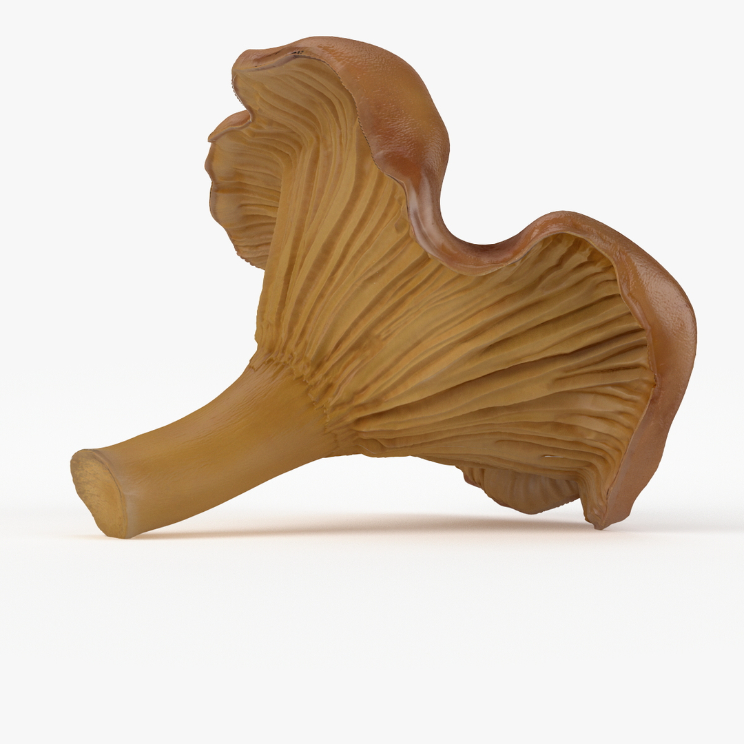 Realistic Mushroom Real 3d Model