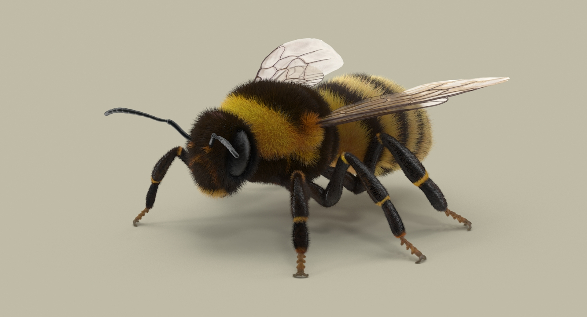 Bumblebee Bumble Bee 3d Model