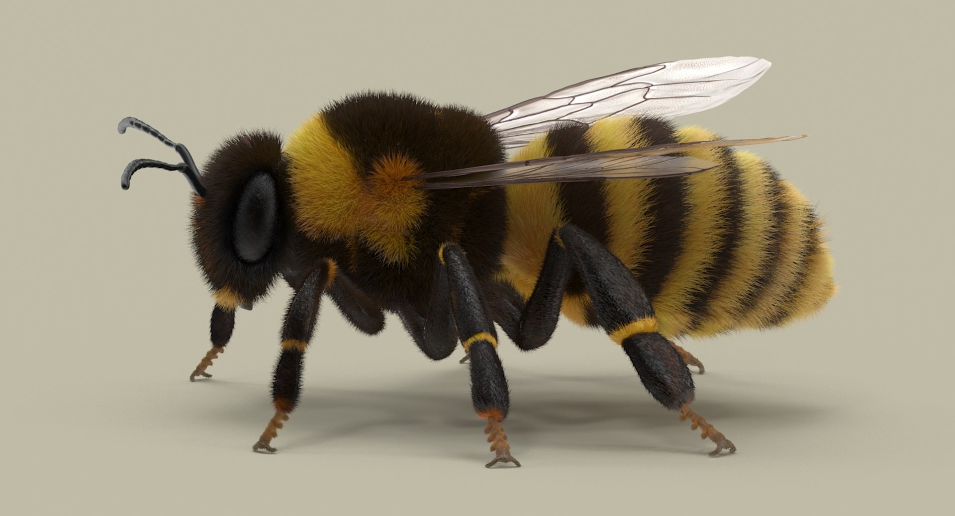 Bumblebee Bumble Bee 3d Model