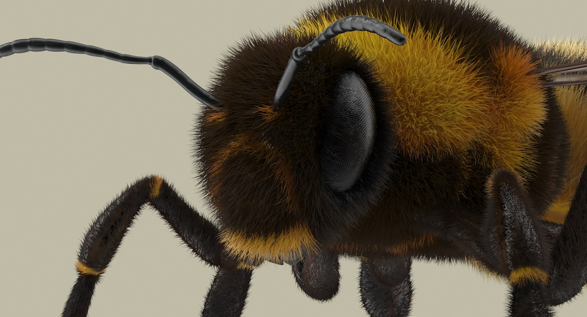 Bumblebee Bumble Bee 3d Model