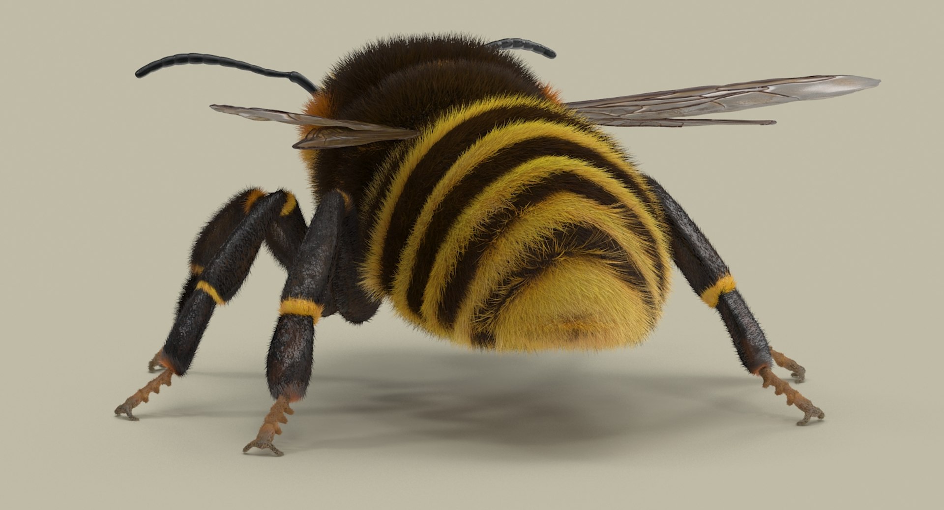 Bumblebee Bumble Bee 3d Model