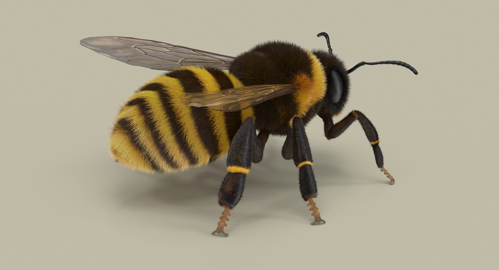 Bumblebee Bumble Bee 3d Model