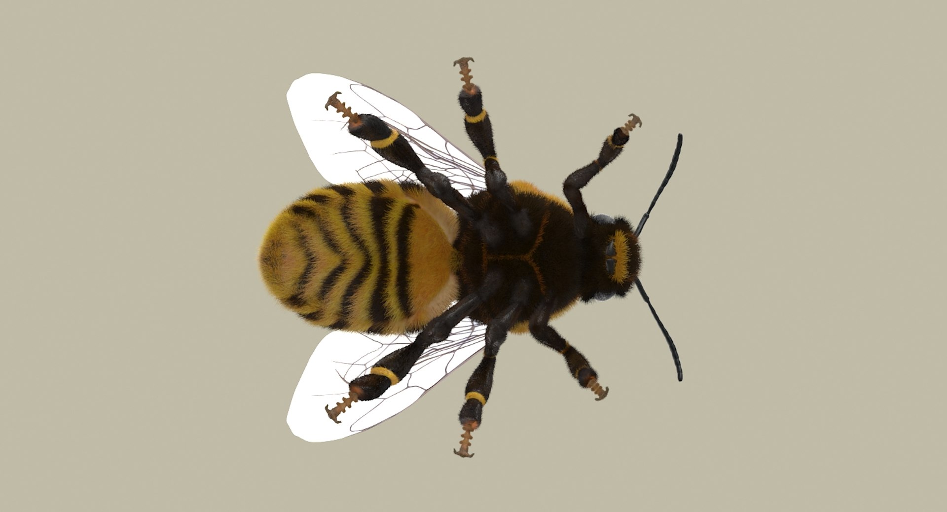 Bumblebee Bumble Bee 3d Model