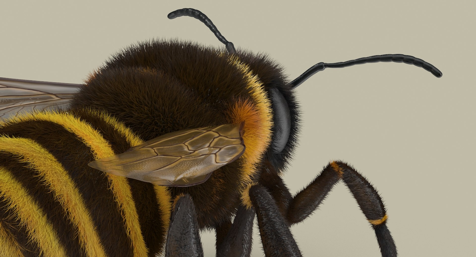 Bumblebee Bumble Bee 3d Model