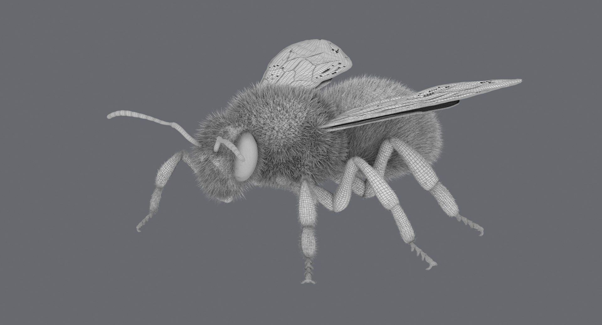 Bumblebee Bumble Bee 3d Model