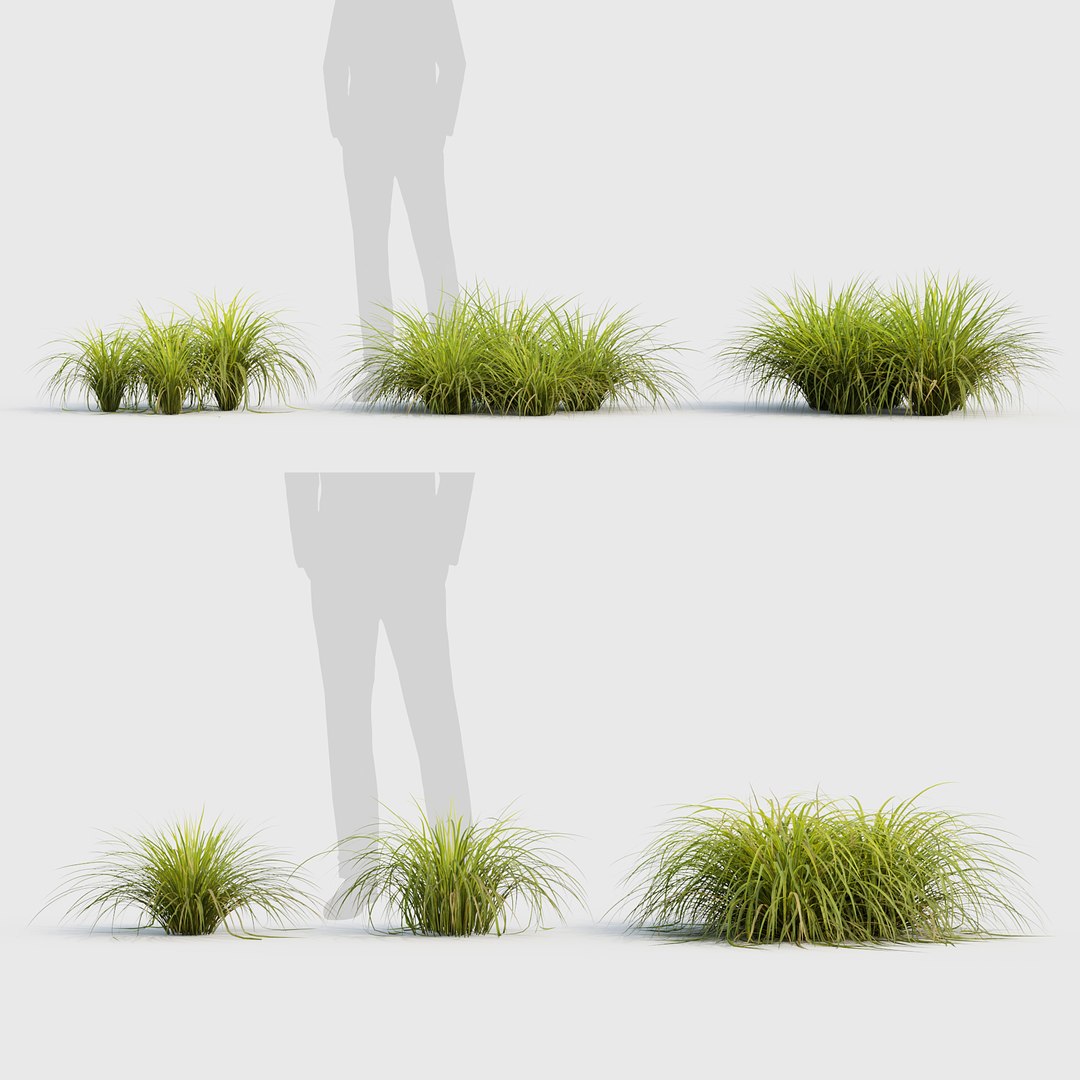 3D Sweet Flag Acorus Calamus 01 3D Model - TurboSquid 2173853