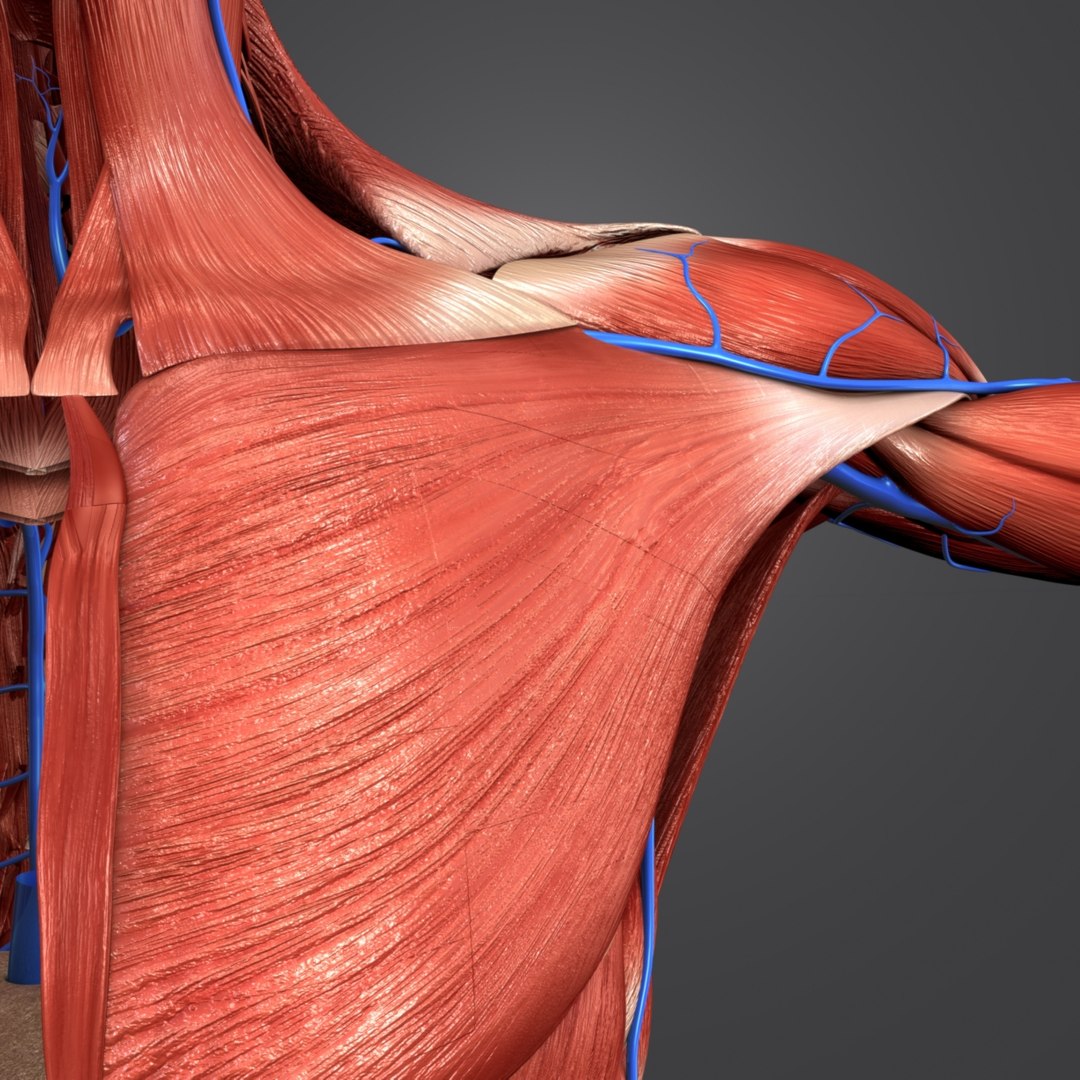 3D muscular muscles - TurboSquid 1268828