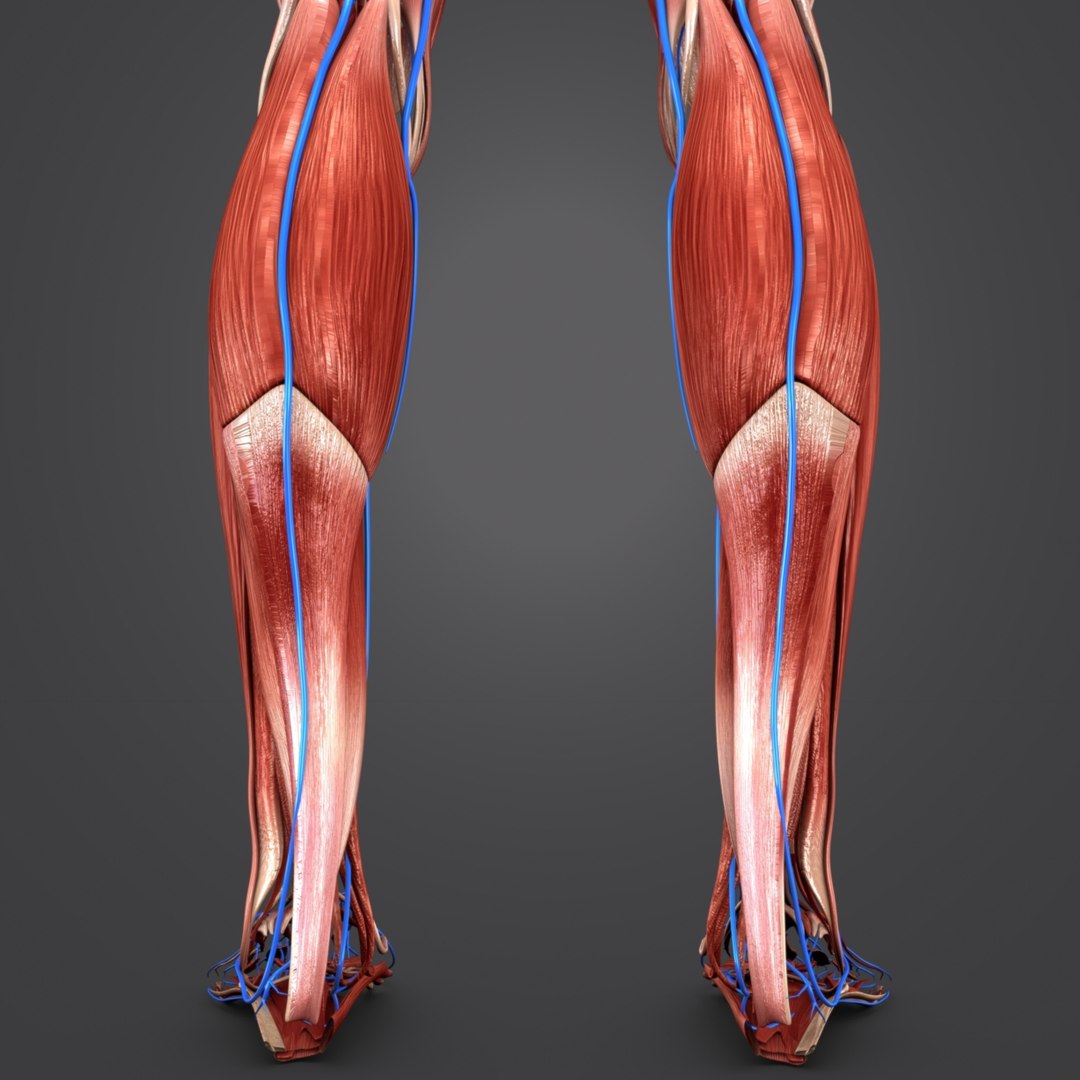 3D muscular muscles - TurboSquid 1268828
