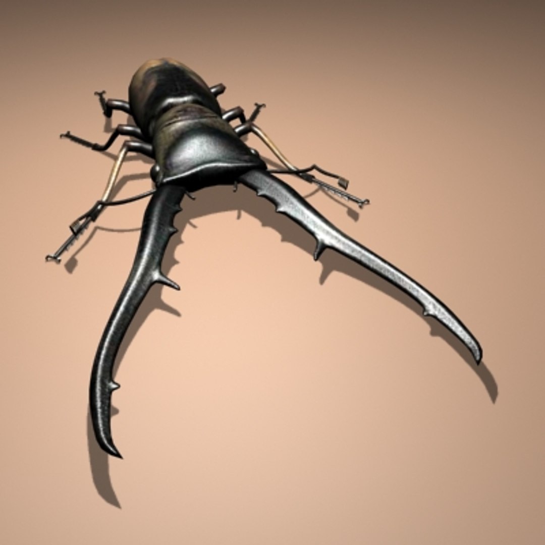 3d Model Bug