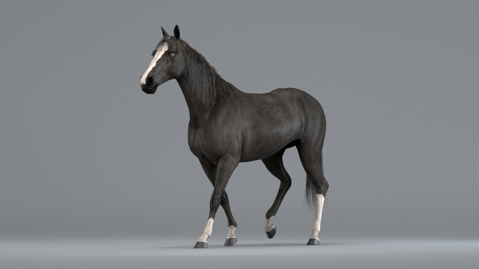 3D Realistic Horse Animation - TurboSquid 1644334