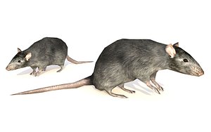 Animated 3D Rat Models For Download | TurboSquid