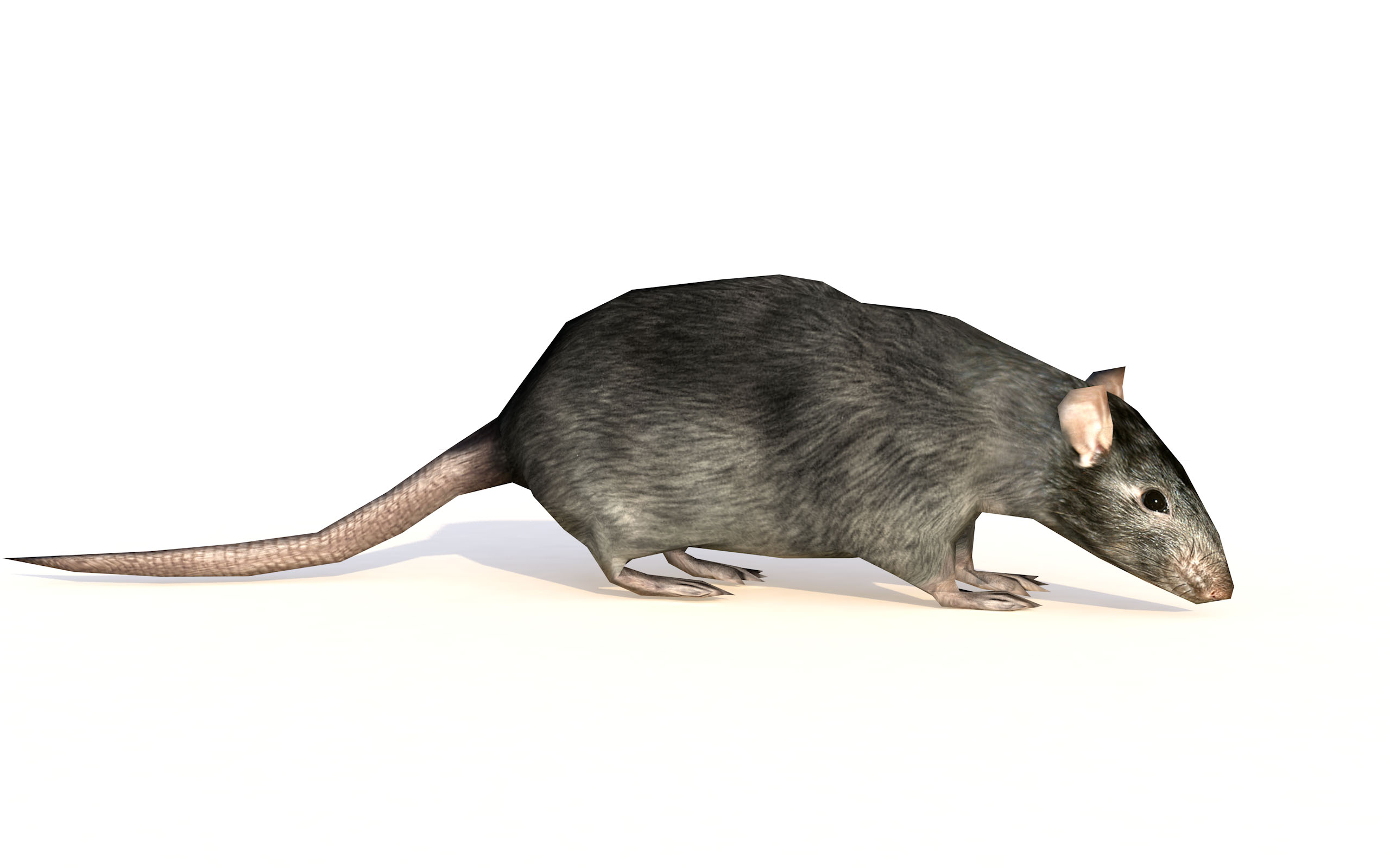 Rat Rigged Animated Lowpoly 3D 모델 - TurboSquid 1650729