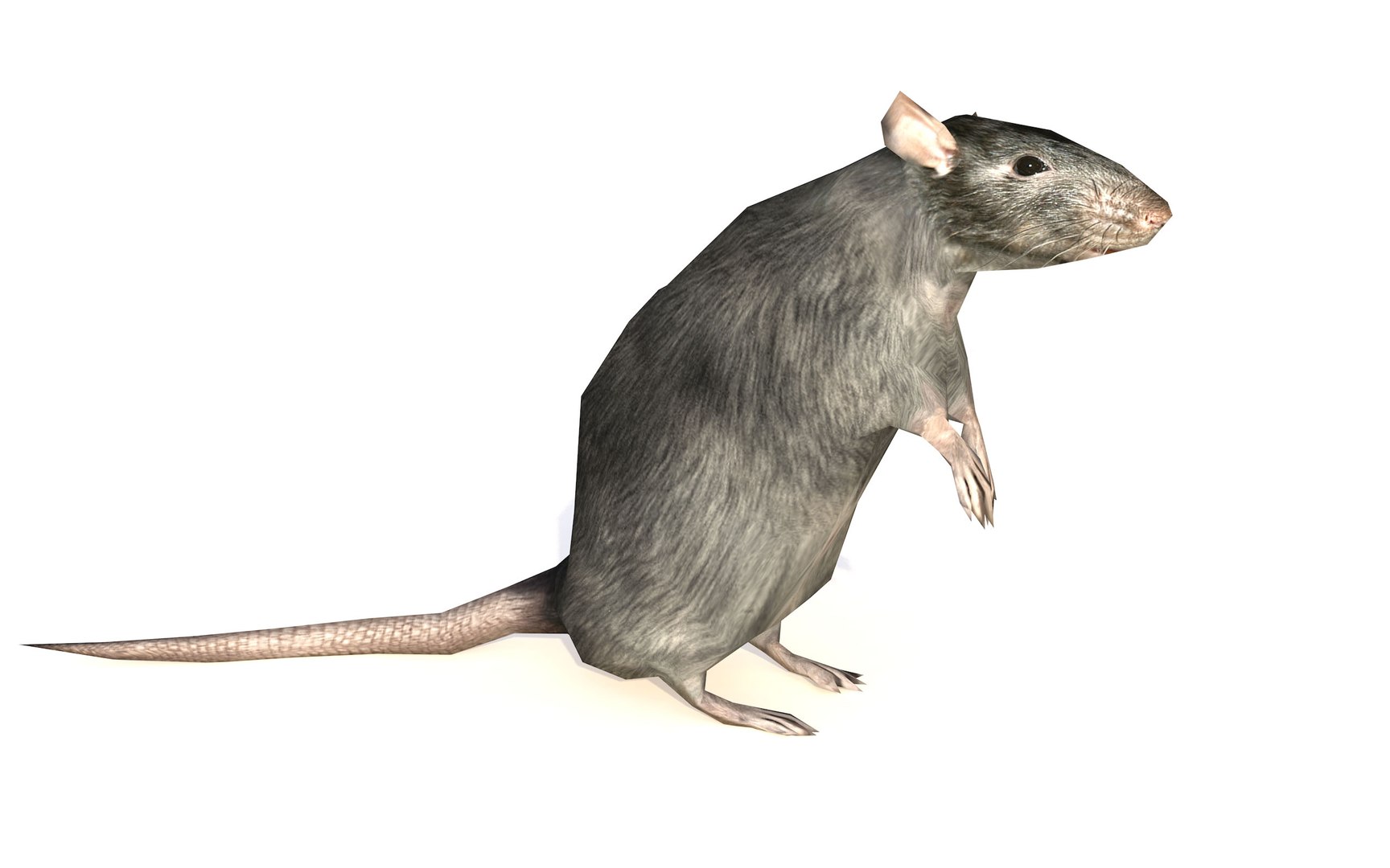 Rat Rigged Animations Natural 3D Model - TurboSquid 1650729
