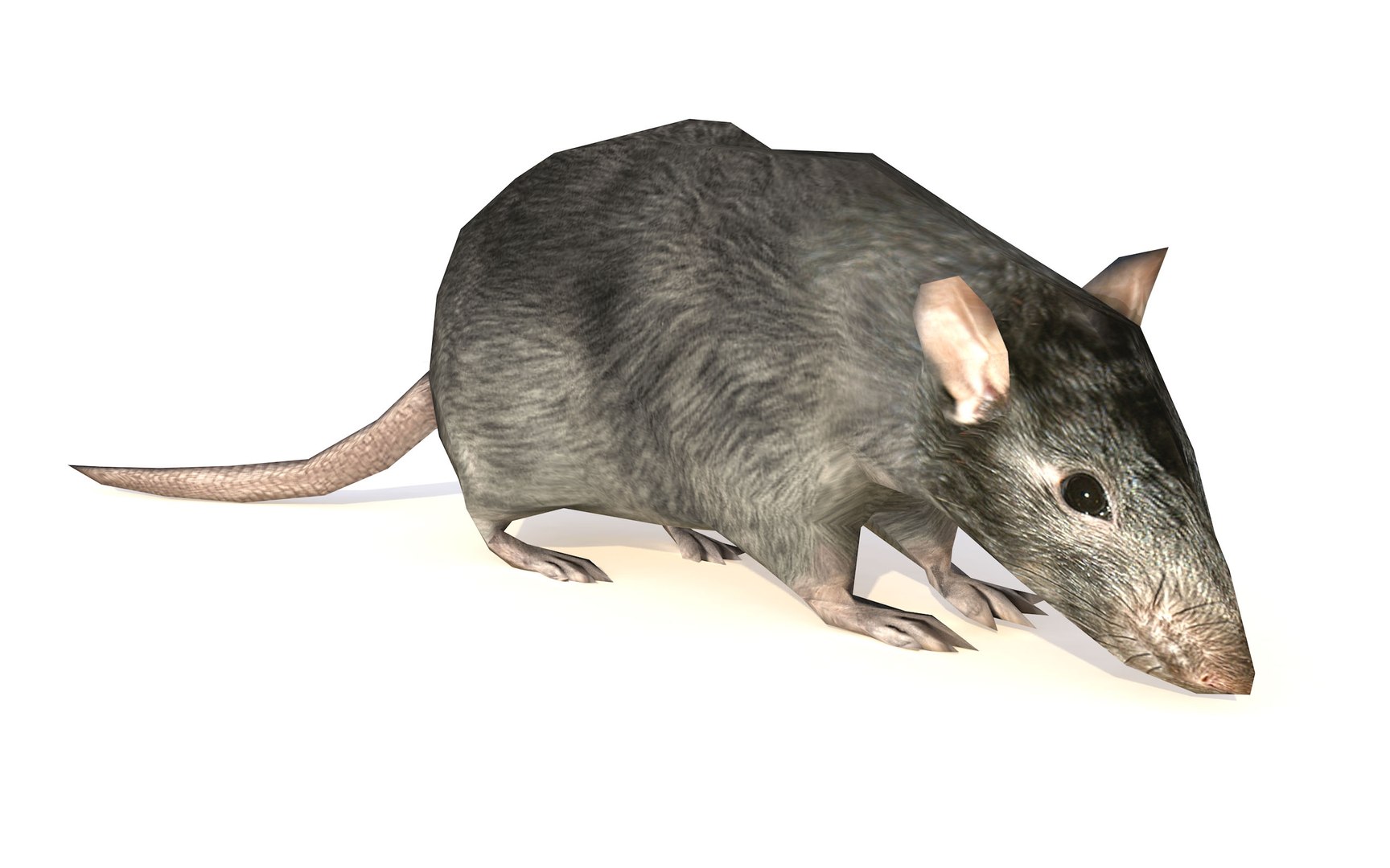 Rat Rigged Animations Natural 3D Model - TurboSquid 1650729