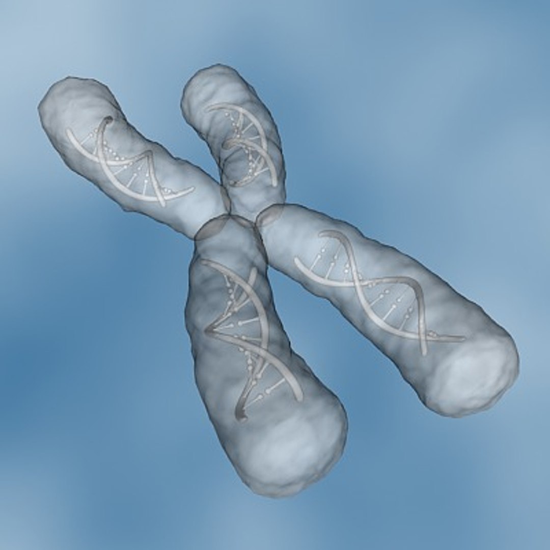 X Chromosome 3d Max