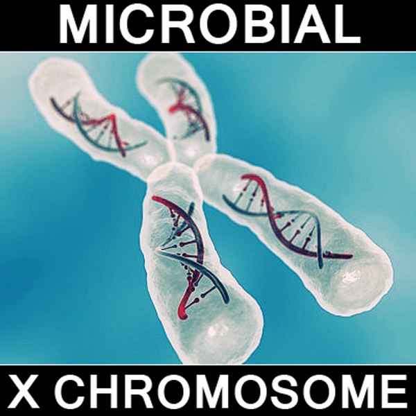 Chromosome 3D Models for Download | TurboSquid