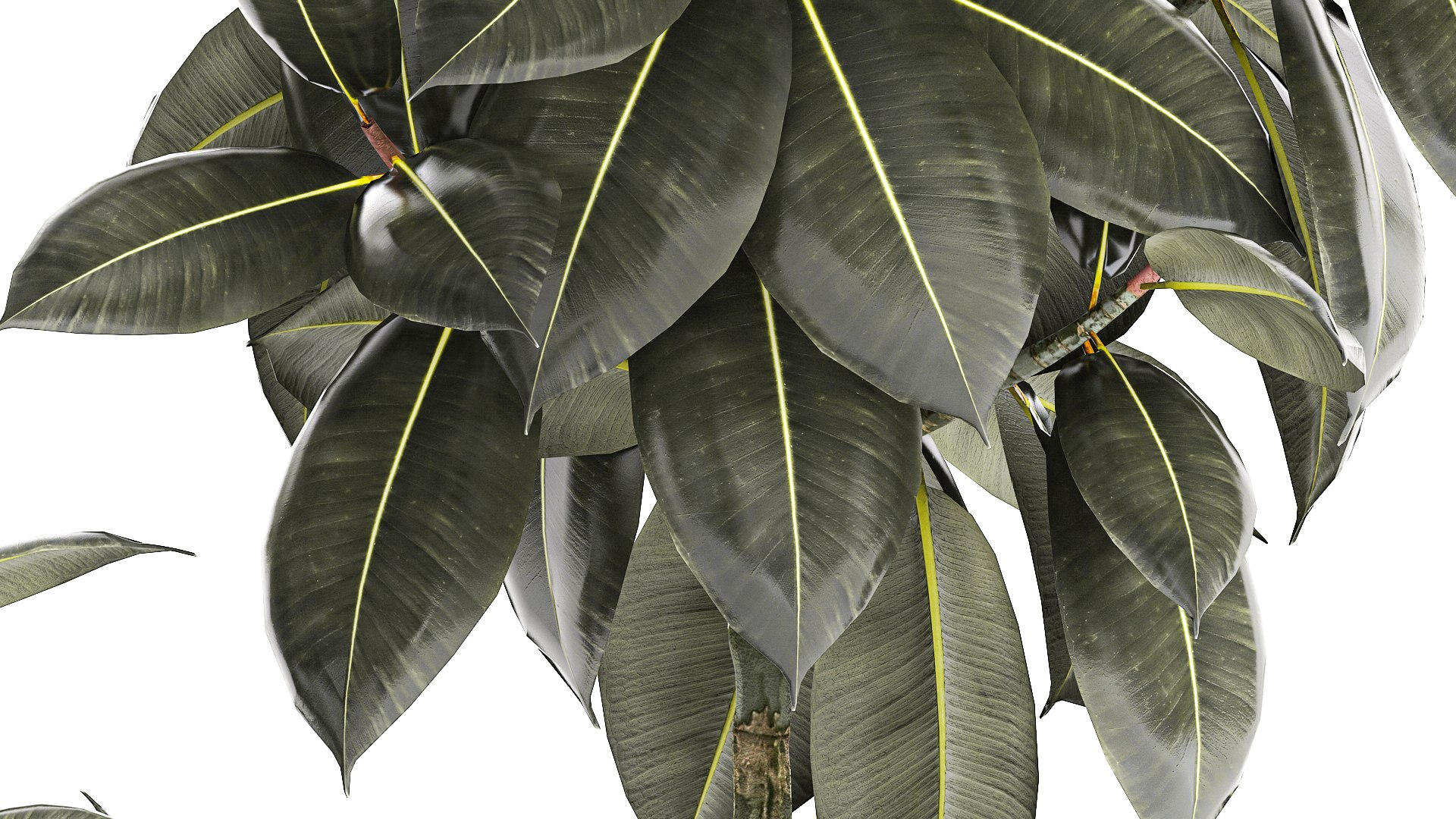 Set Of Beautiful Ficus Elastica Trees In Flower Pots 1243 3D Model ...