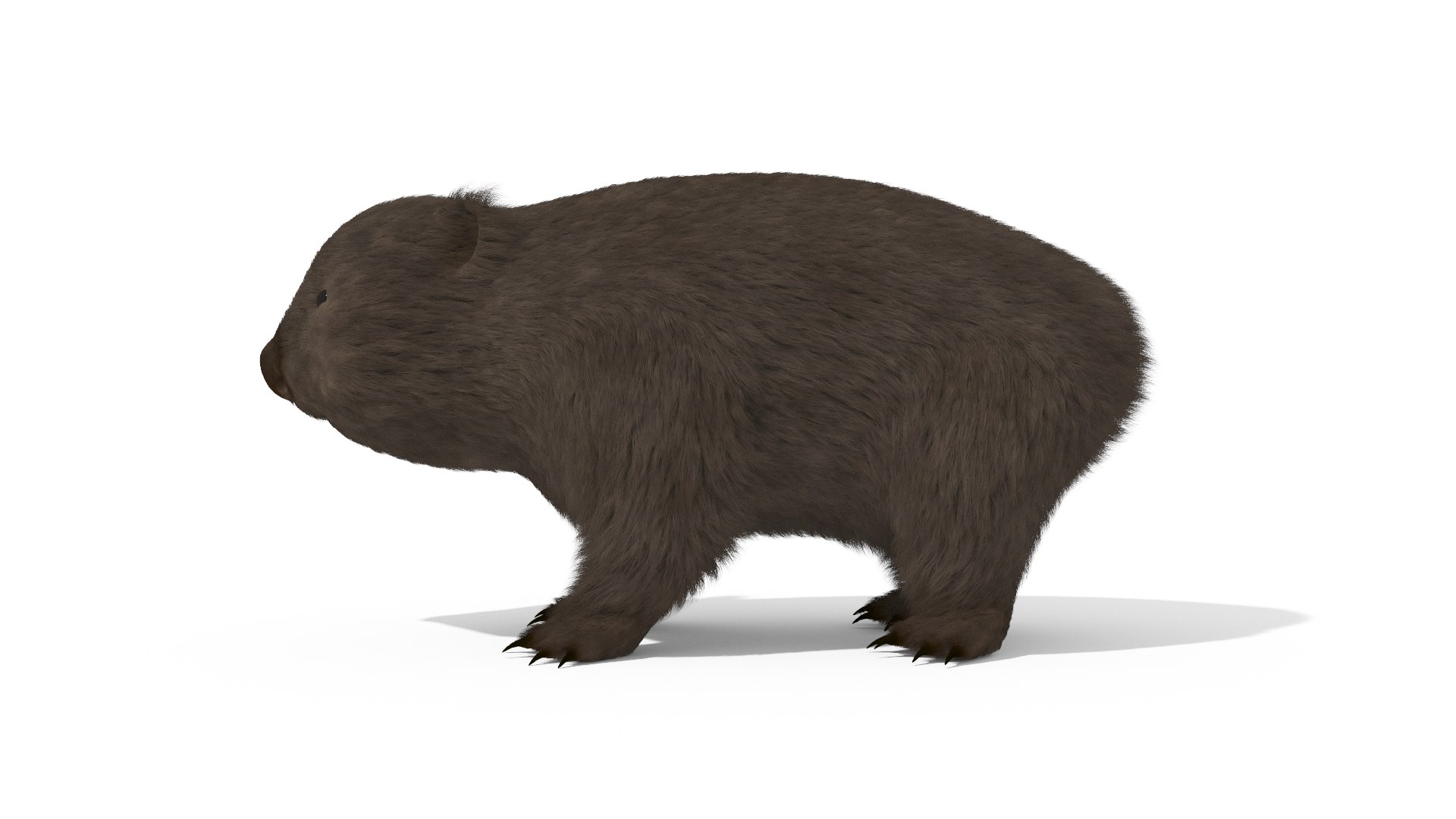 3D Wombat Marsupial Australian Animal Model - TurboSquid 1877908