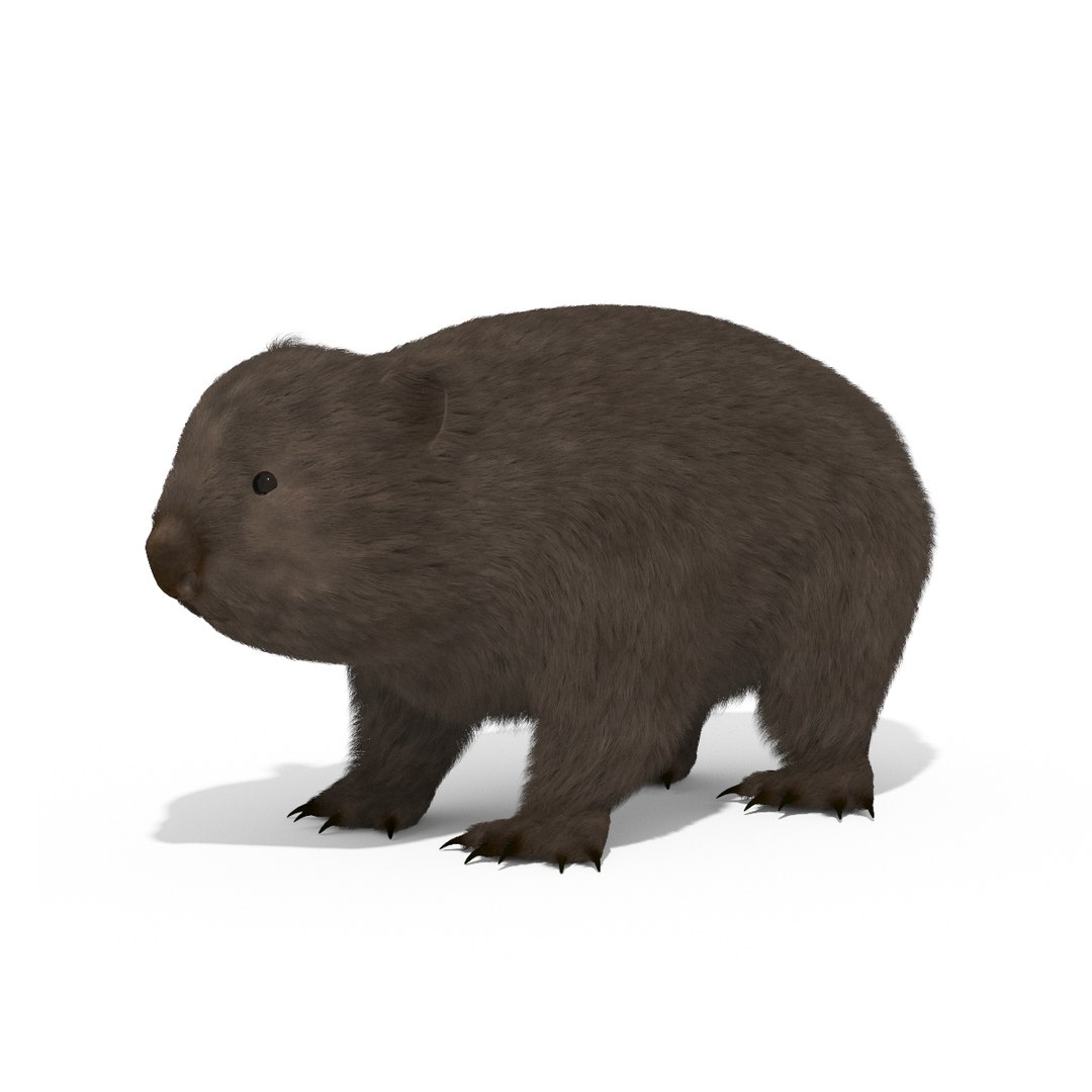 3D Wombat Marsupial Australian Animal Model - TurboSquid 1877908
