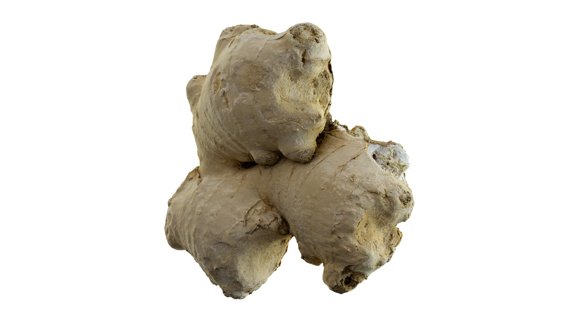 3D Ginger Root Scan Model - TurboSquid 1716618
