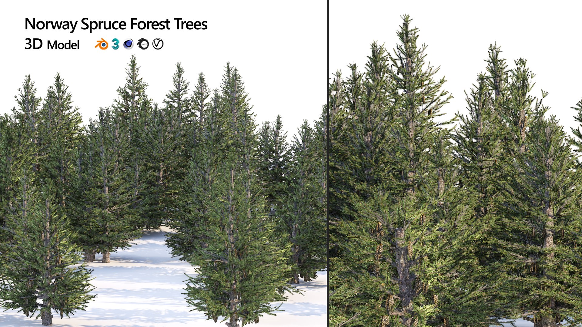 Norway Spruce Forest Trees 3D Model - TurboSquid 1964919