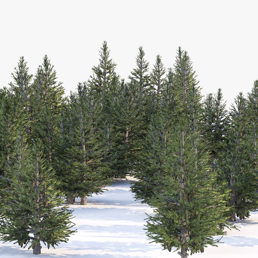 Norway Spruce Forest Trees 3D Model - TurboSquid 1964919
