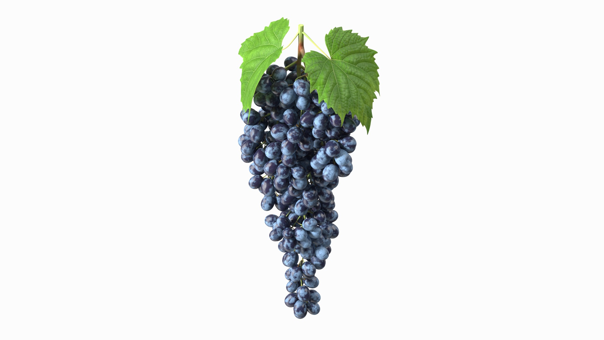3D model Blue Sultana Grape Cluster - TurboSquid 2180779