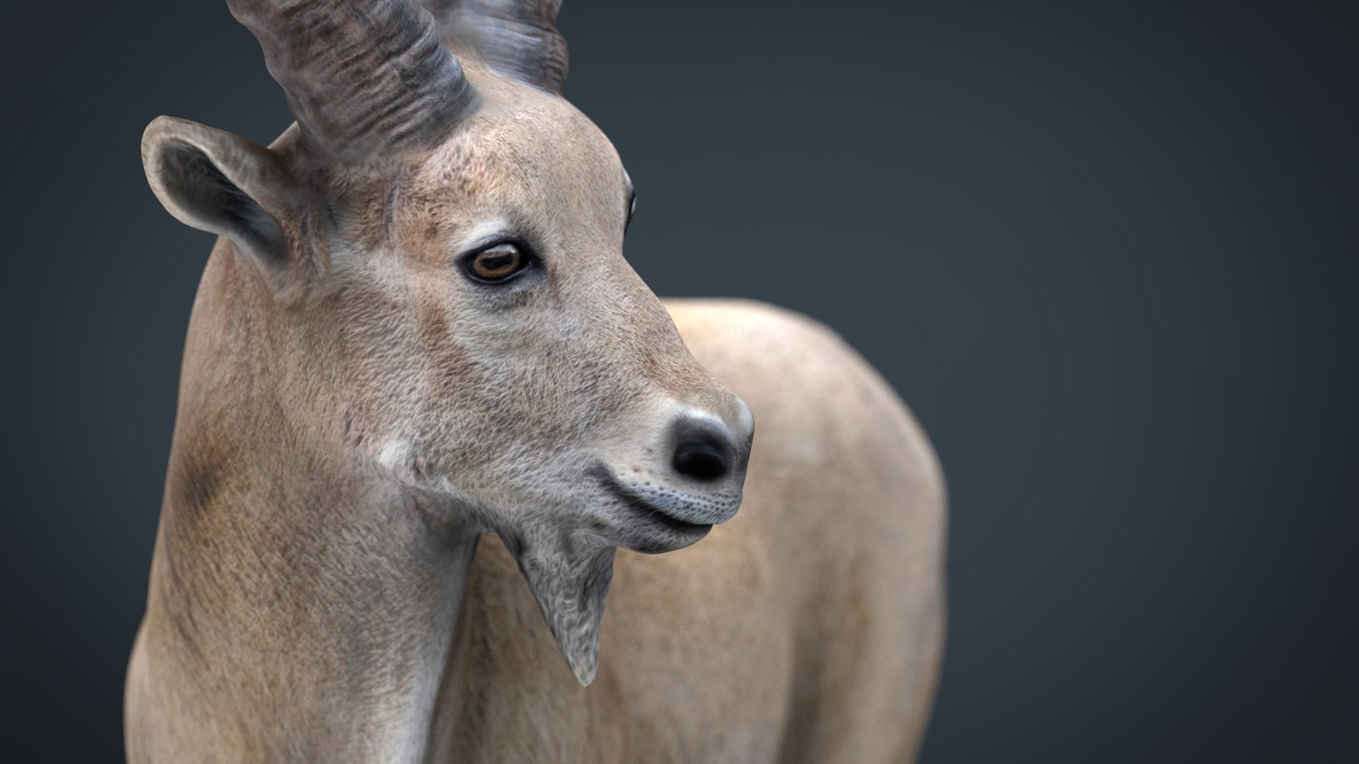 Wild Goat Model - TurboSquid 1408141