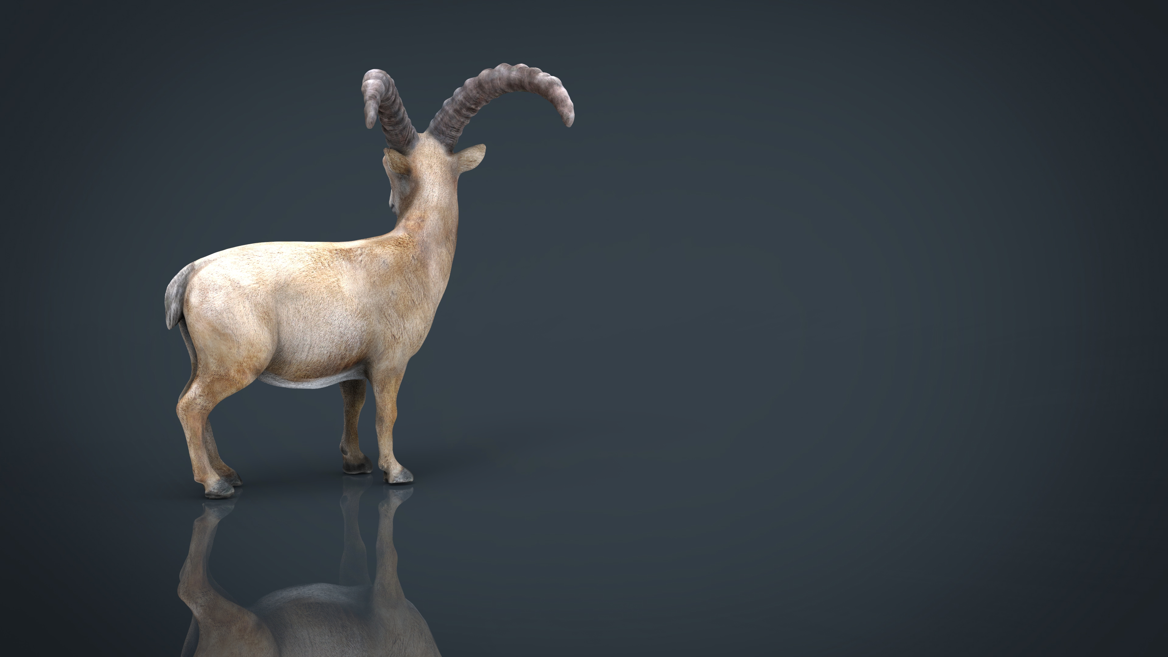 Wild goat model - TurboSquid 1408141