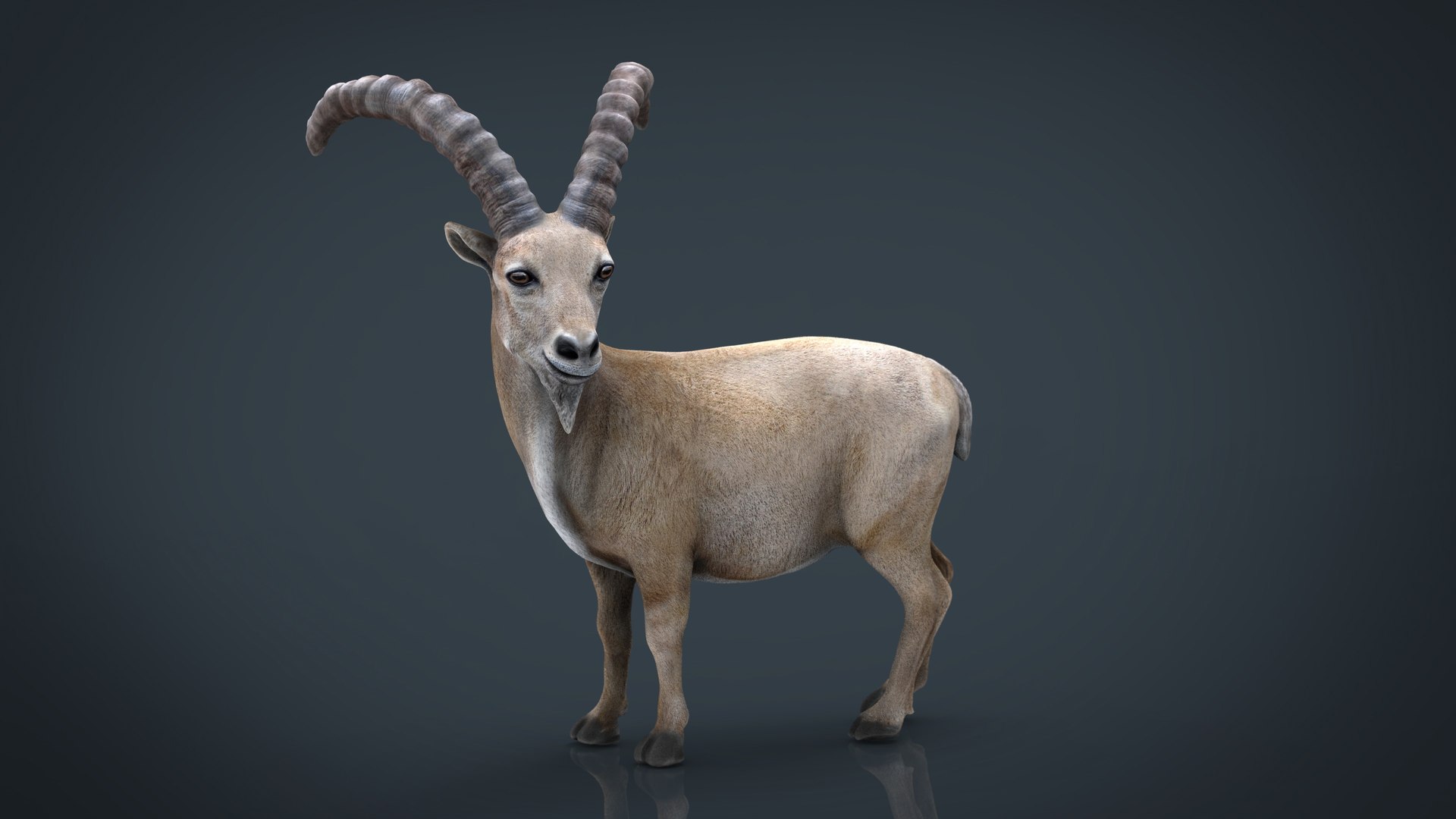 Wild Goat Model - TurboSquid 1408141