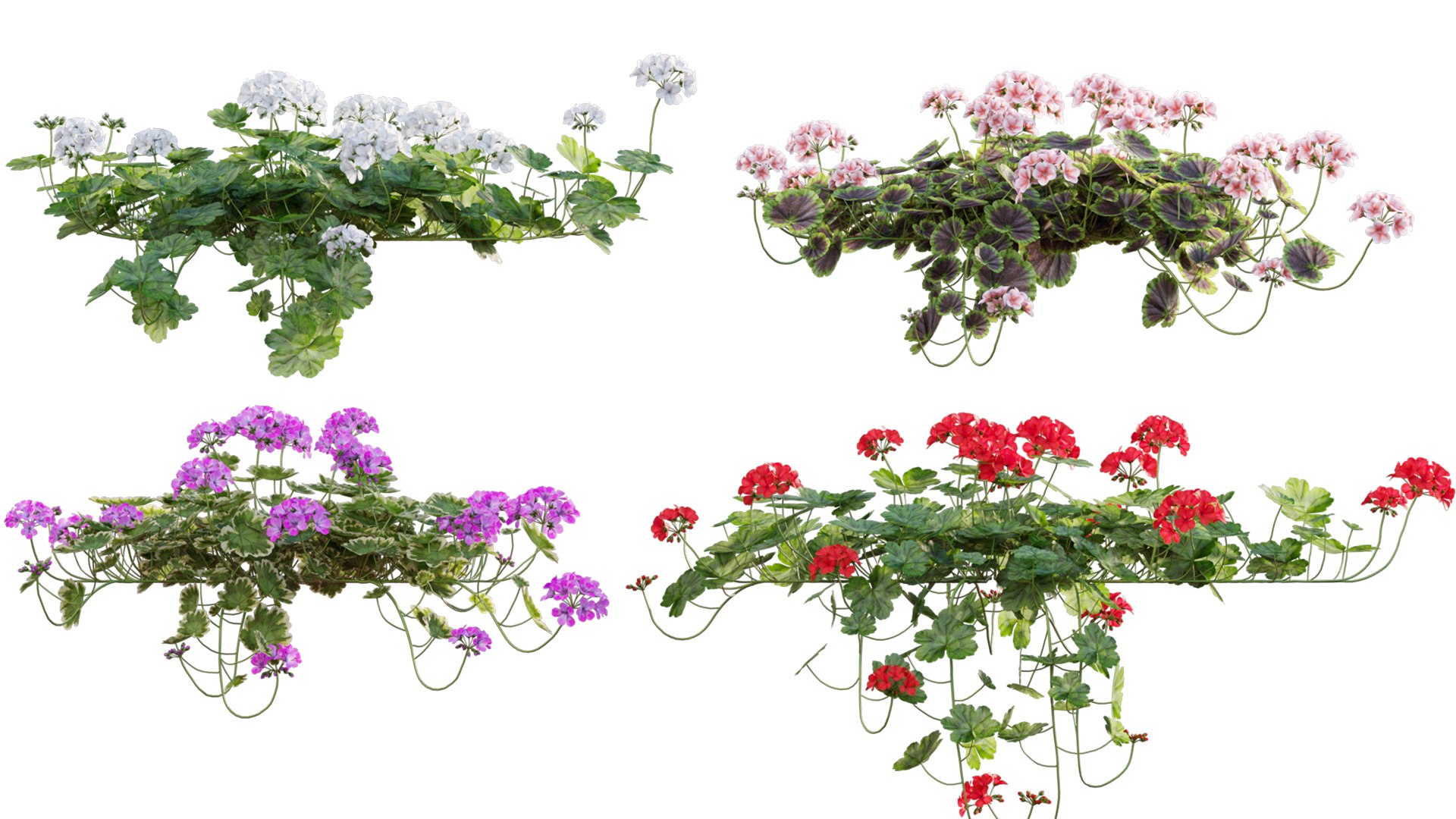 Pelargonium - Geranium 03 Model - TurboSquid 1781092