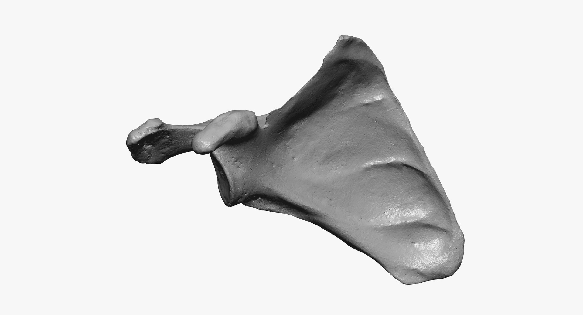 Human Scapula Bone 01 3D Model - TurboSquid 1550985
