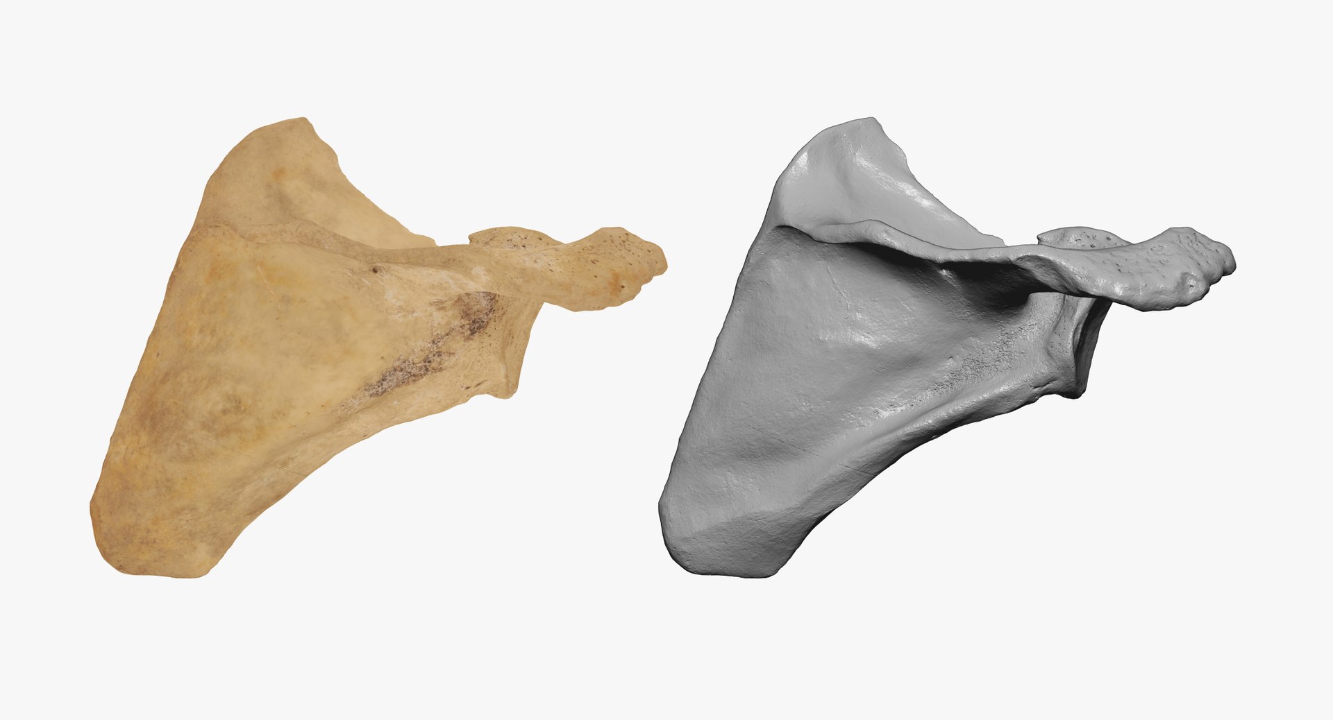 Human Scapula Bone 01 3D Model - TurboSquid 1550985