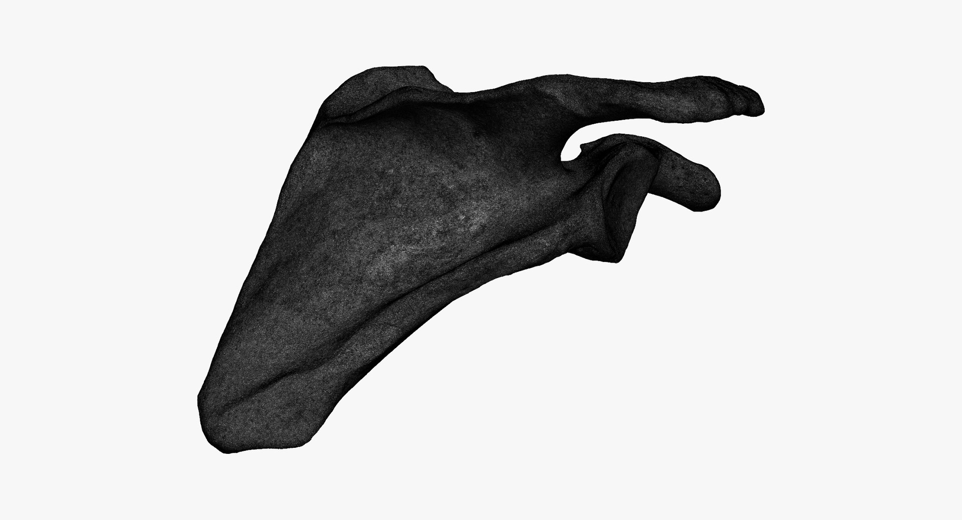 Human Scapula Bone 01 3D Model - TurboSquid 1550985