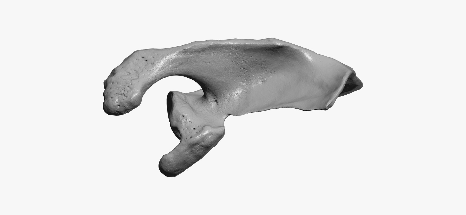 Human Scapula Bone 01 3D Model - TurboSquid 1550985