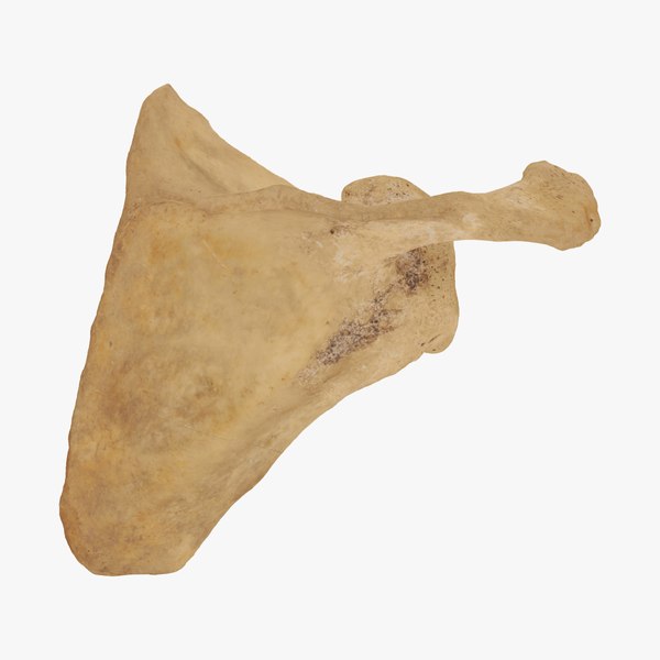 3D Scapula Models | TurboSquid