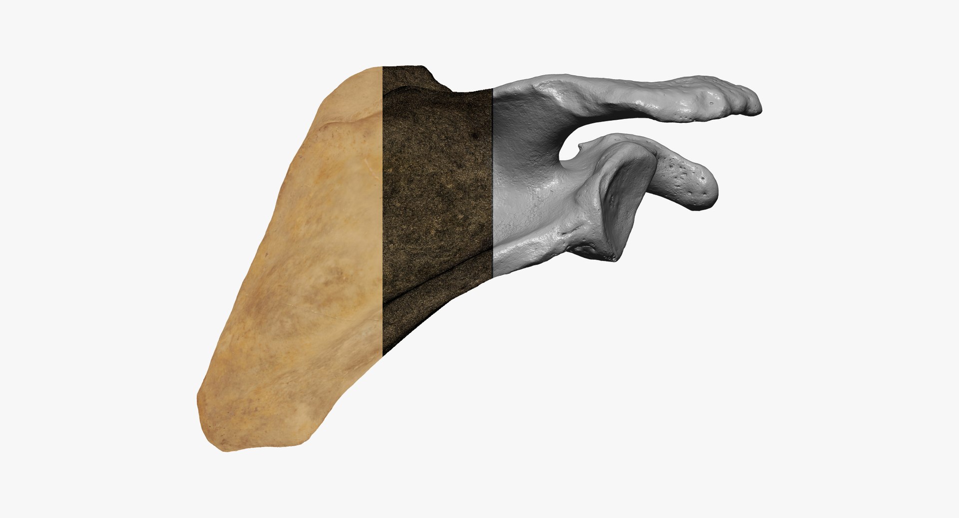 Human Scapula Bone 01 3D Model - TurboSquid 1550985
