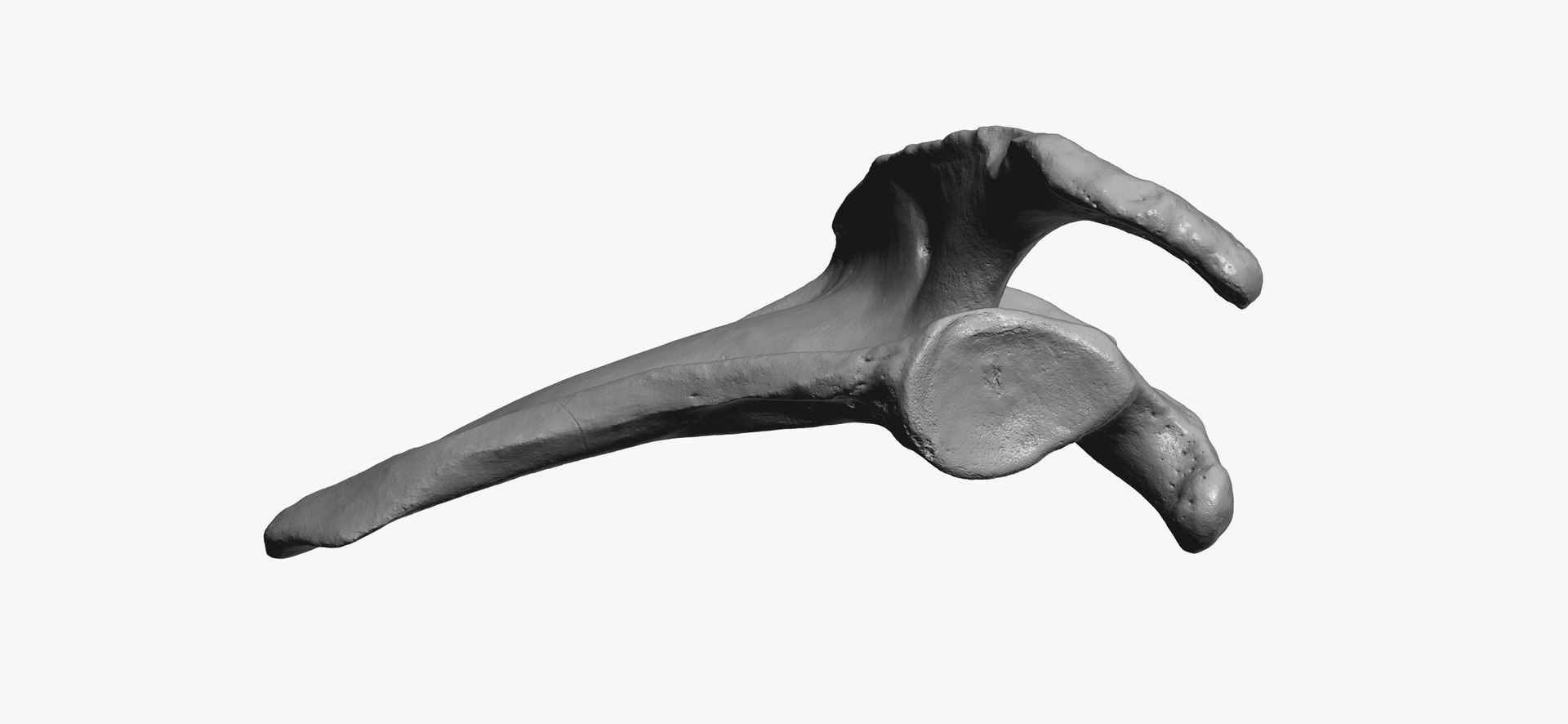 Human Scapula Bone 01 3D Model - TurboSquid 1550985