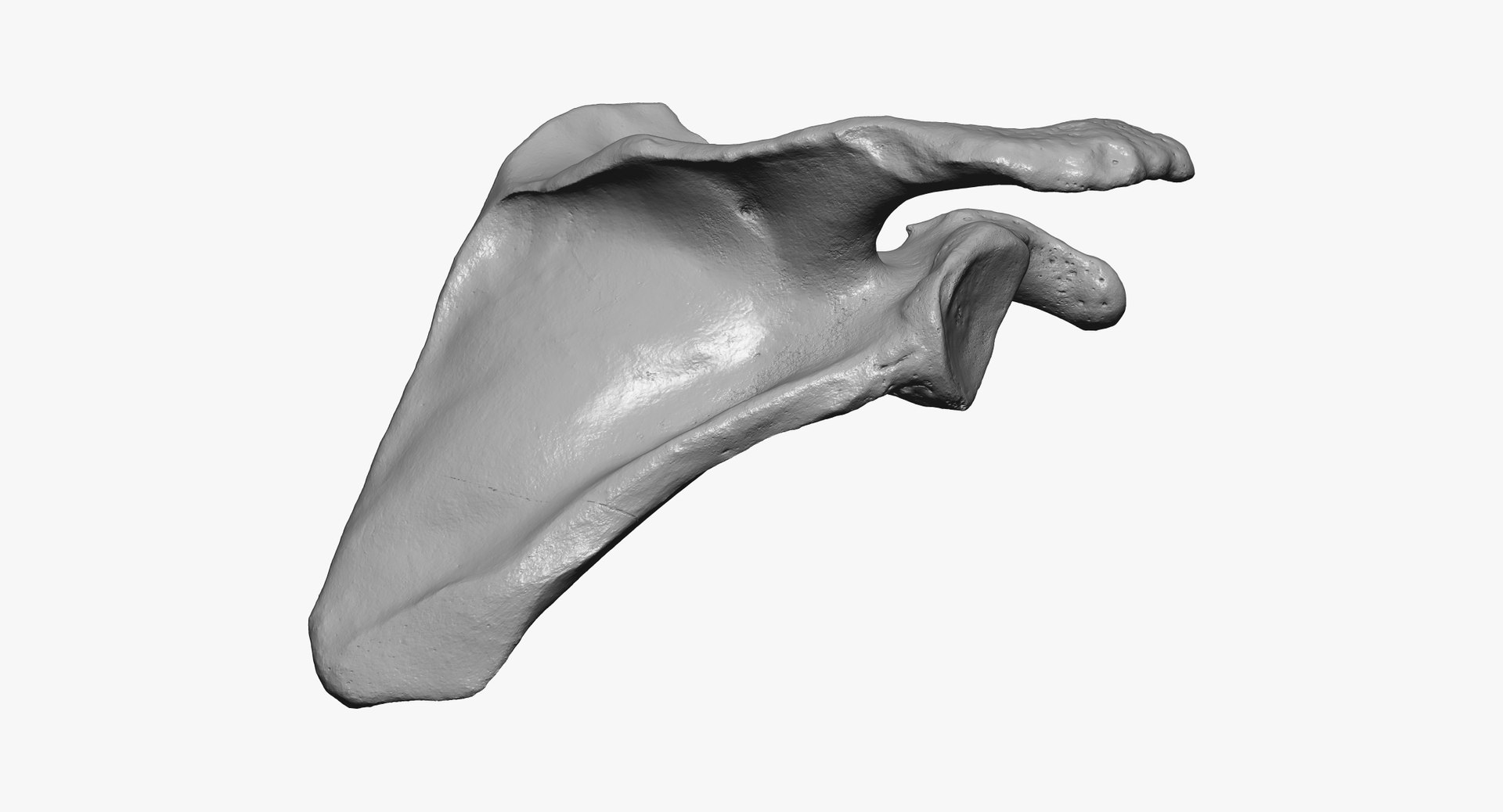 Human Scapula Bone 01 3D Model - TurboSquid 1550985