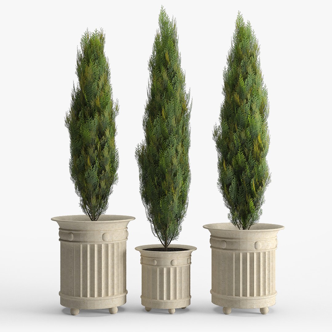 Thuja Tree 3D - TurboSquid 1652952