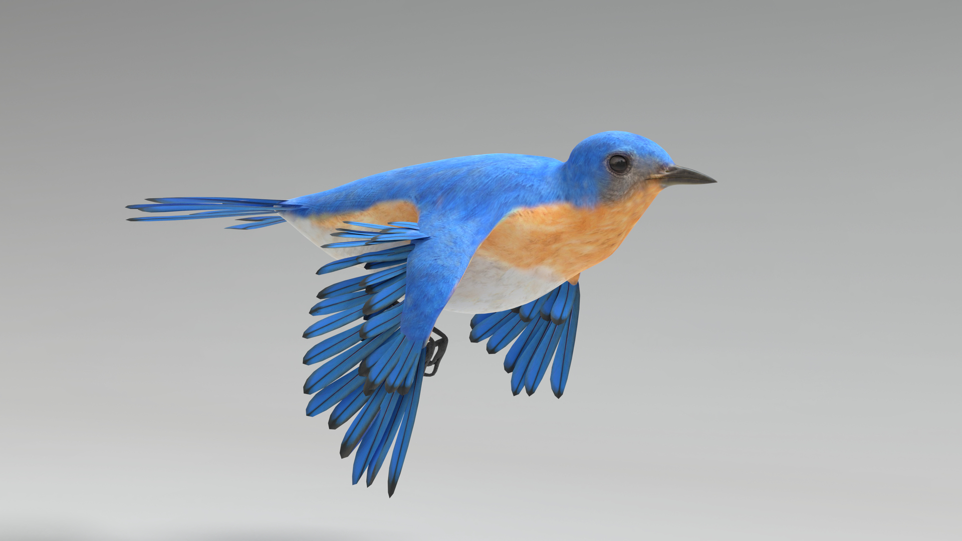3D set birds bluebird owl - TurboSquid 1698919