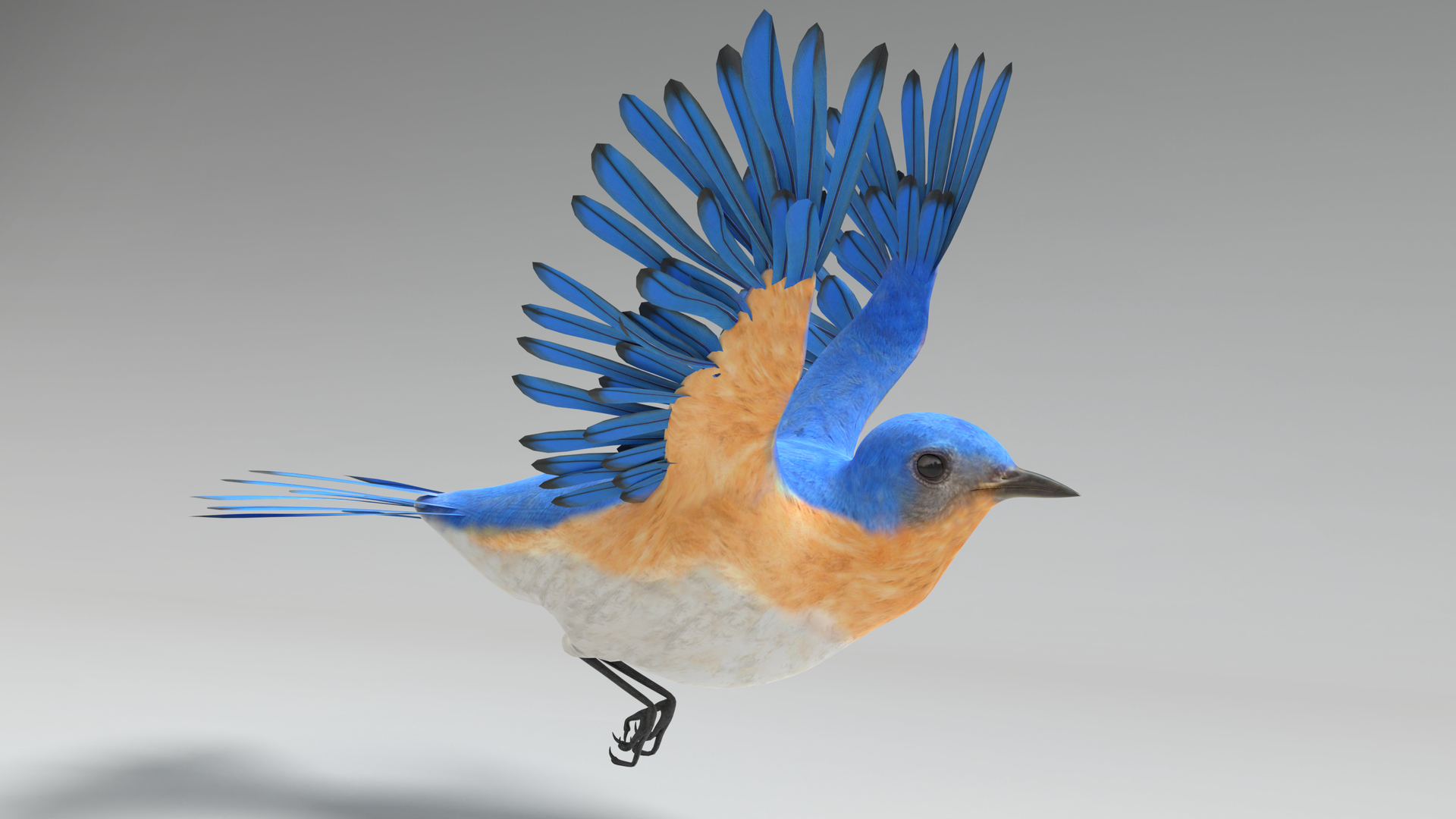3D set birds bluebird owl - TurboSquid 1698919