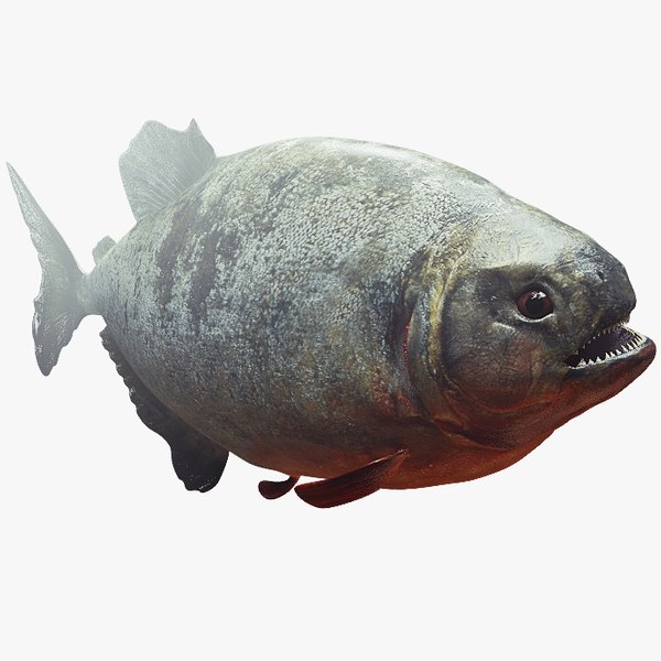 3d scary predator fish