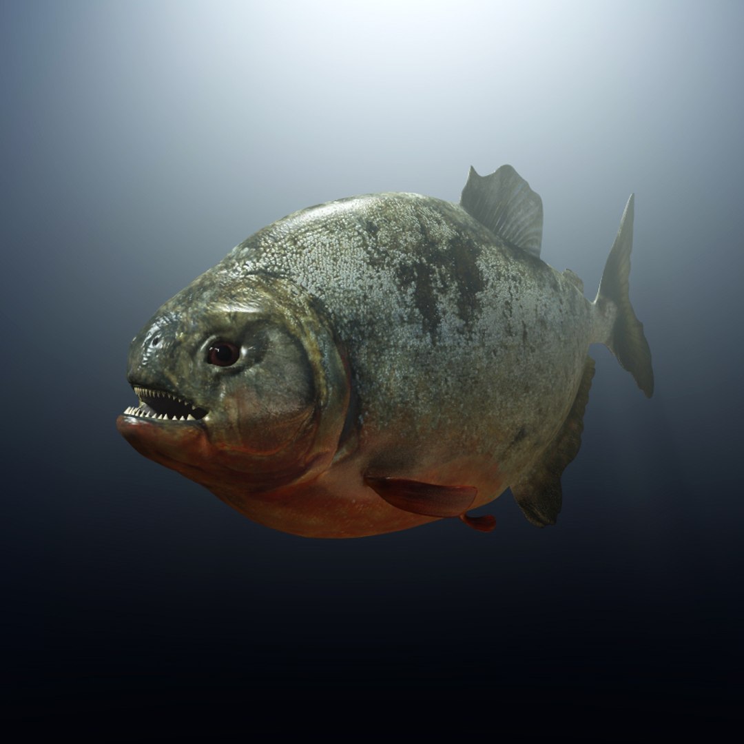3d Scary Predator Fish