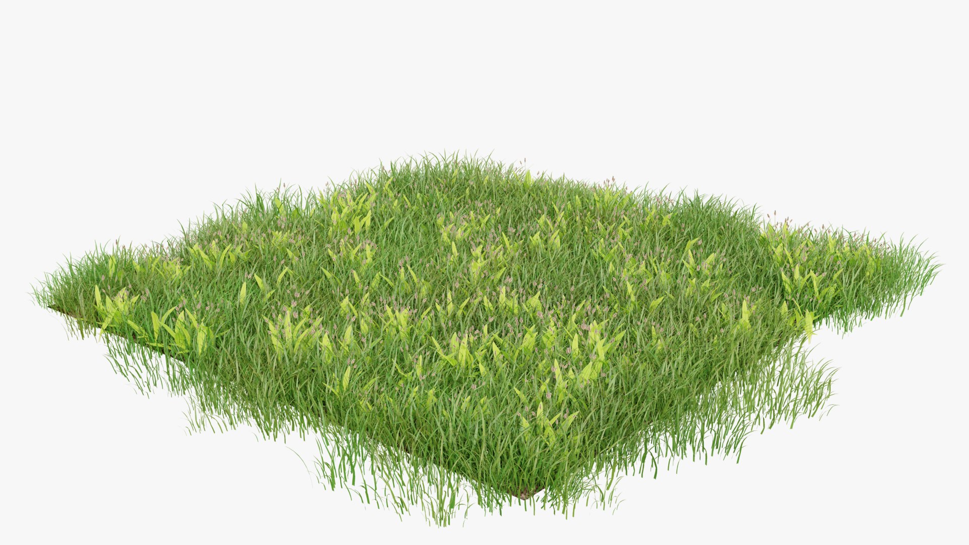 Wild Flower Grass 3D model - TurboSquid 1917572