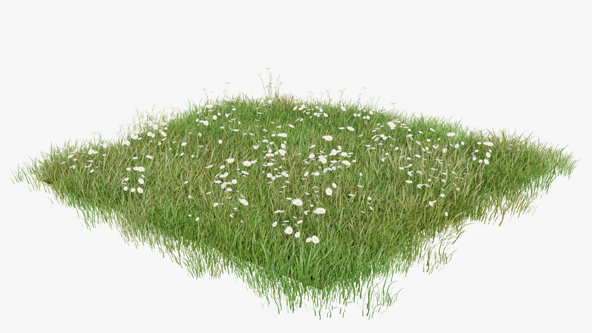 Wild Flower Grass 3D model - TurboSquid 1917572