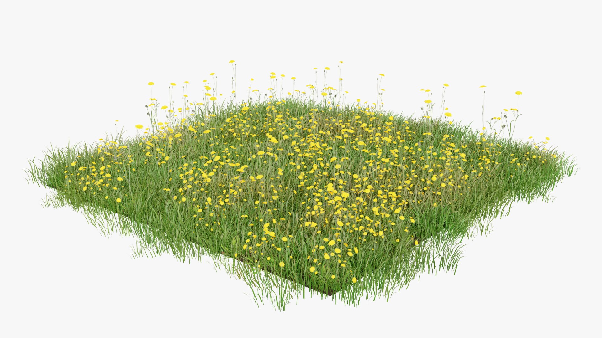 Wild Flower Grass 3D model - TurboSquid 1917572