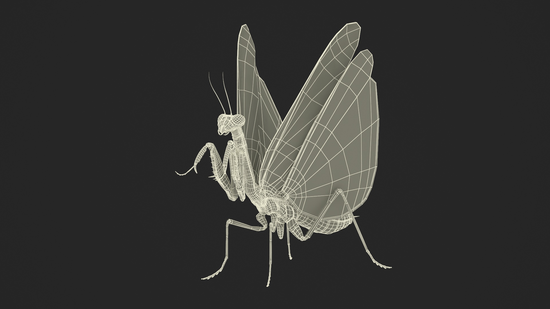 Praying Mantis Insect Fur For Maya 3D Model - TurboSquid 2349292