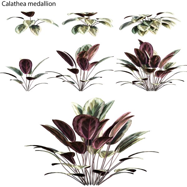 ma plant calathea