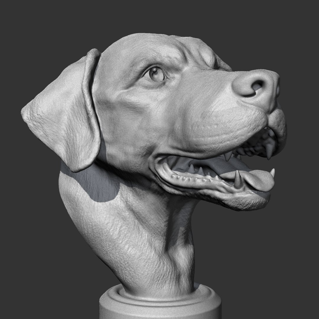 Labrador Retrieve Head AM26 3D Print Model Model - TurboSquid 2184949